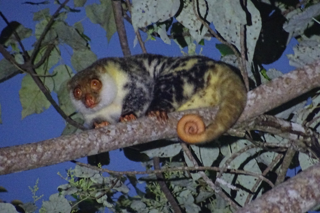 Waigeo Cuscus in March 2023 by danboyland · iNaturalist