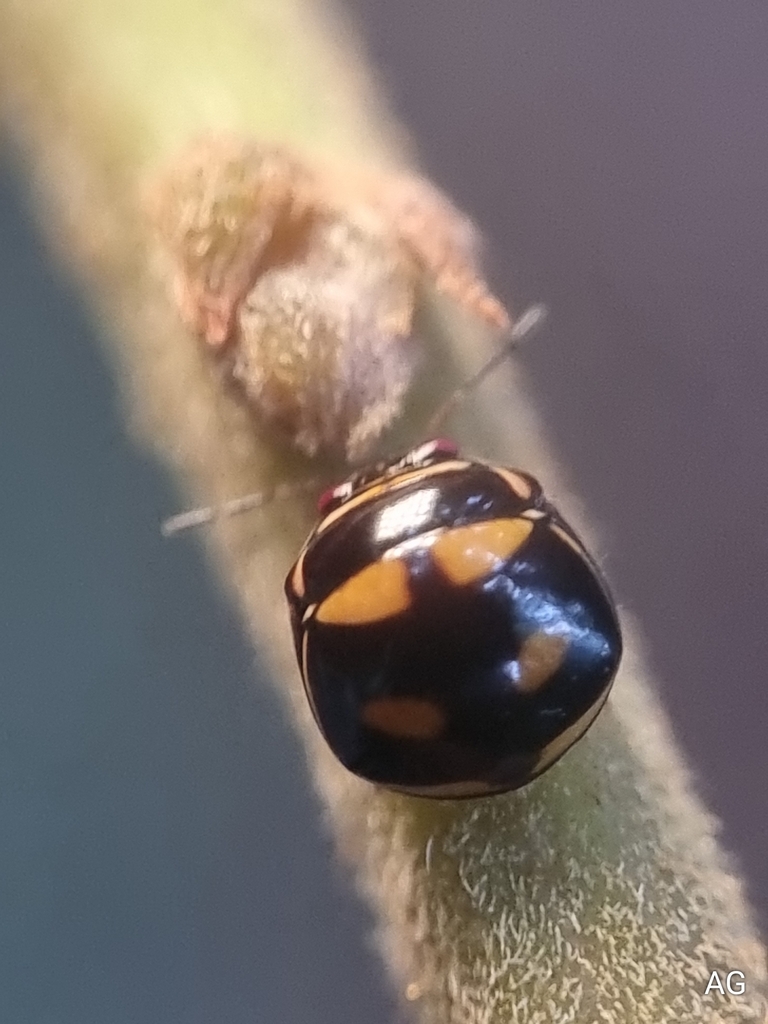 Plataspidae from Central Water Catchment, Singapore on May 17, 2023 at ...