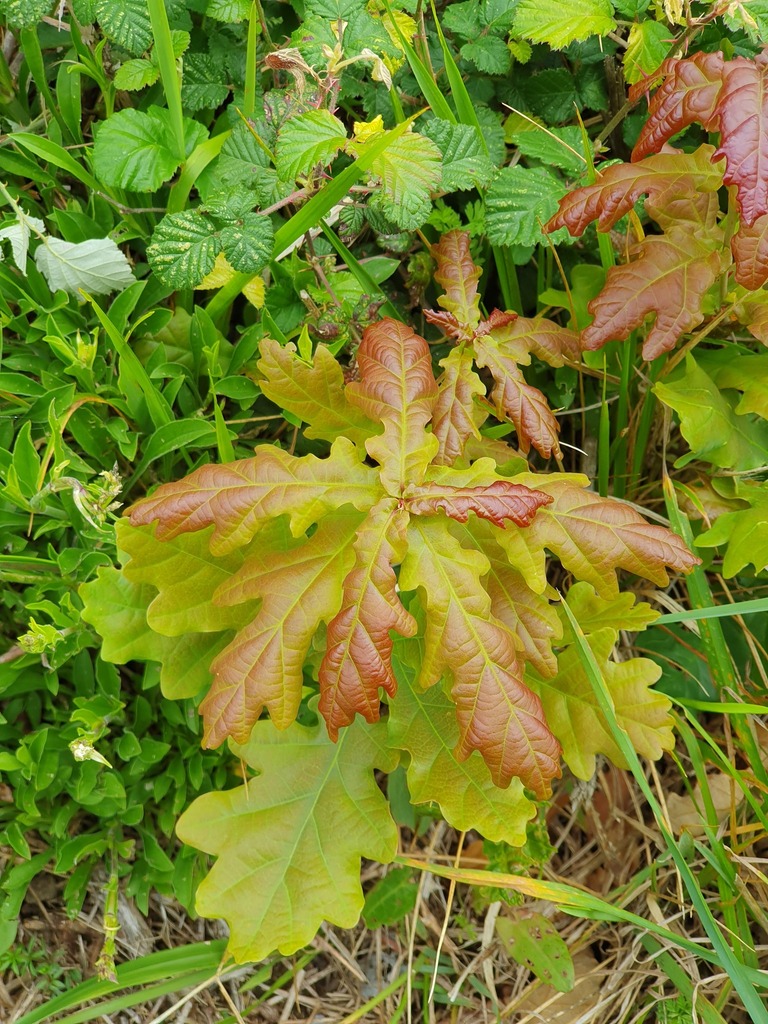 Pedunculate Oak Complex from Asturias, España on May 18, 2023 at 11:36 ...