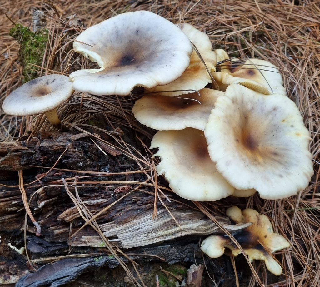 ghost fungus from Burrowye VIC 3709, Australia on May 19, 2023 at 03:31 ...