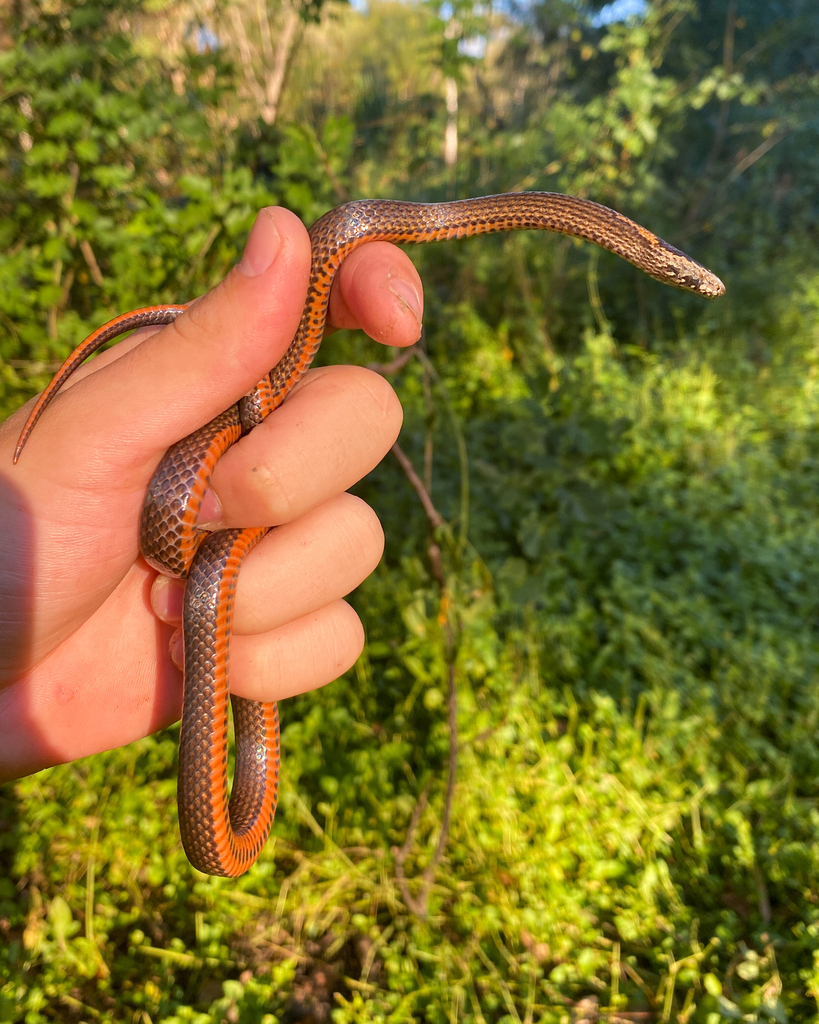 Dwarf Crowned Snakes (Cacophis) - Snakes and Lizards