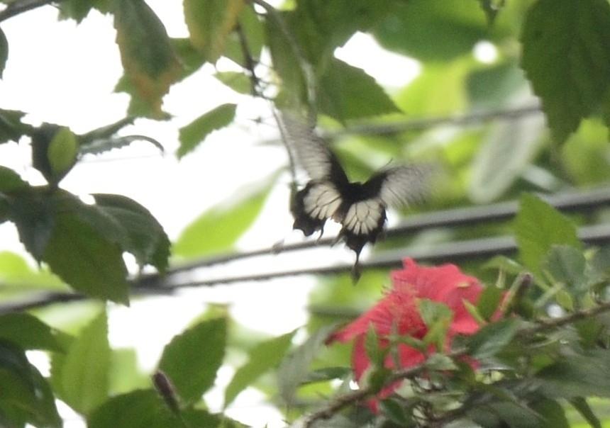 Malabar Rose from Location: 9.508530, 76.885100 on May 9, 2023 at 03:28 ...