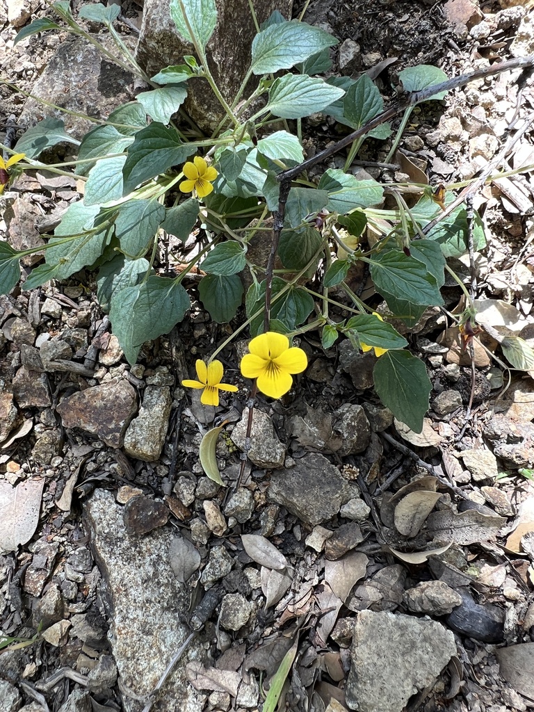 Goosefoot violet from Cleveland National Forest, Trabuco Canyon, CA, US ...