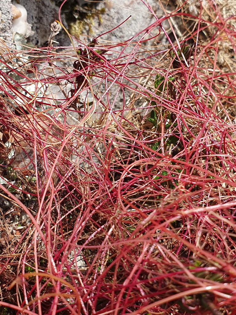 Clover Dodder from Asturias, España on May 18, 2023 at 01:34 PM by ...