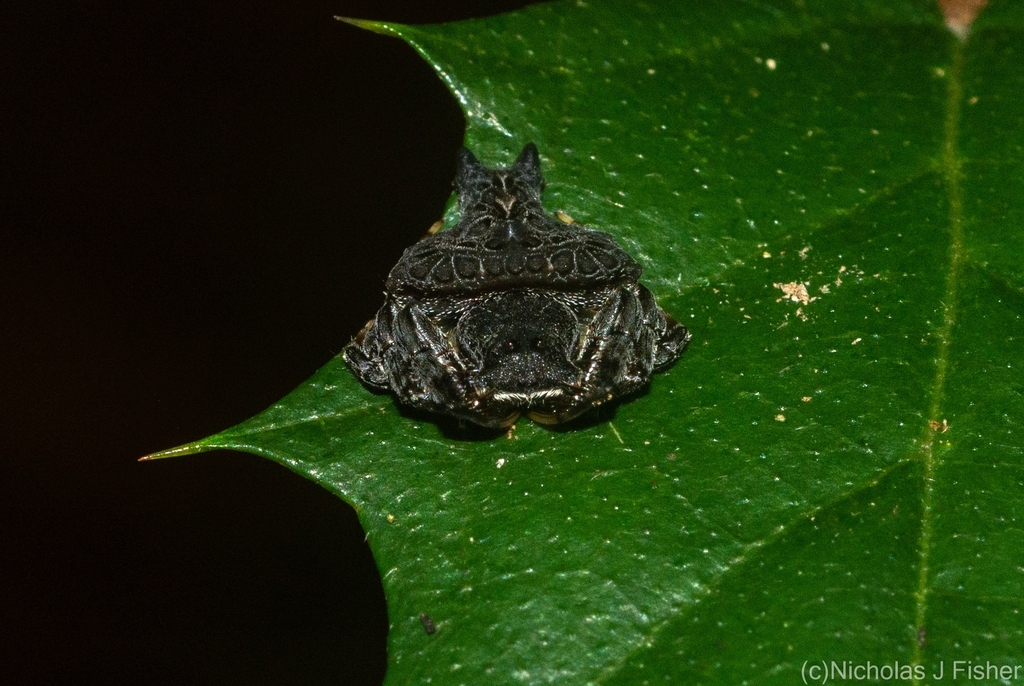 Winged Arkys from Lismore NSW 2480, Australia on December 28, 2022 at ...