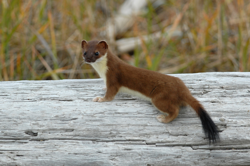 Eurasian Stoat (Mustela erminea) - Know Your Mammals