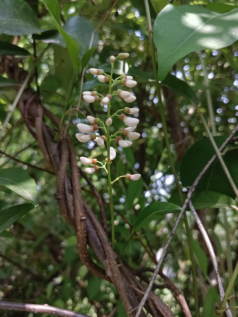 Common Derris from Q8P3+JJM, Kodamthuruth, Kerala 688540, India on May ...