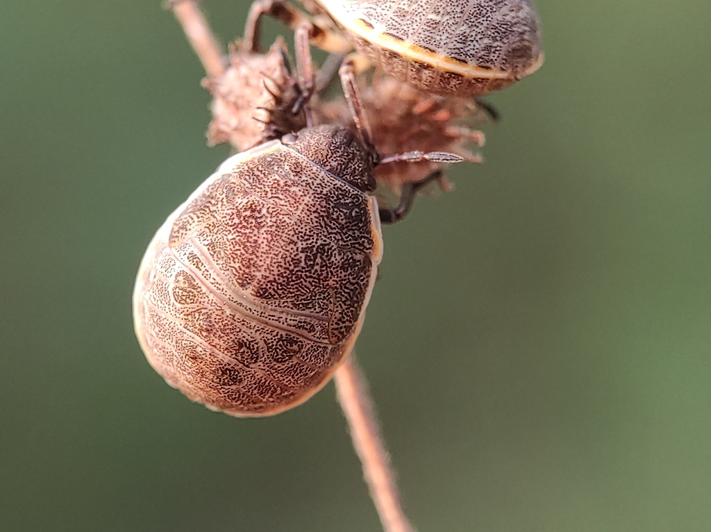 Hotea curculionoides from Nesh, Gujarat, India on November 13, 2022 at ...