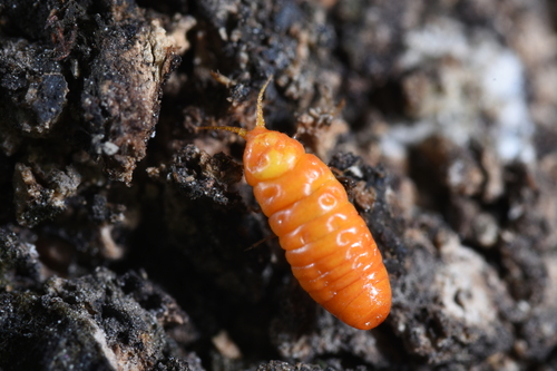 género Neogreenia · NaturaLista Colombia