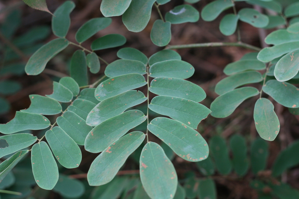 Tetrapleura tetraptera from Bo, Sierra Leone on May 18, 2023 at 02:06 ...