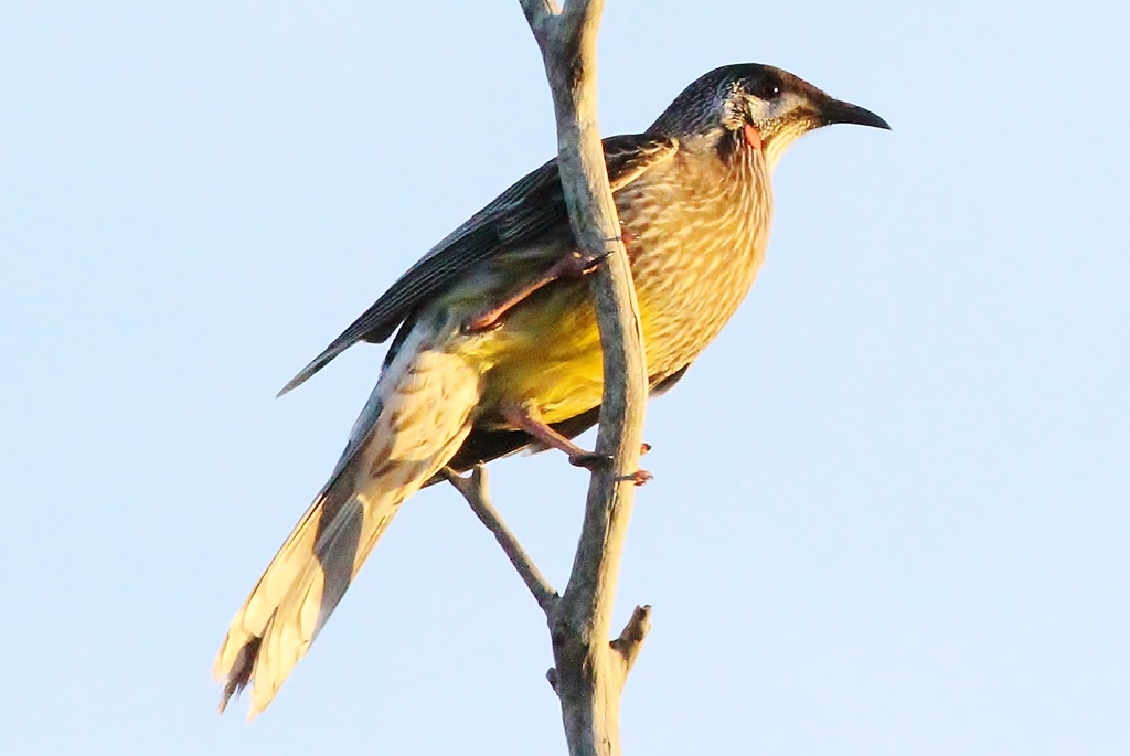 Red Wattlebird from Adelaide SA, Australia on May 19, 2023 at 04:25 PM ...