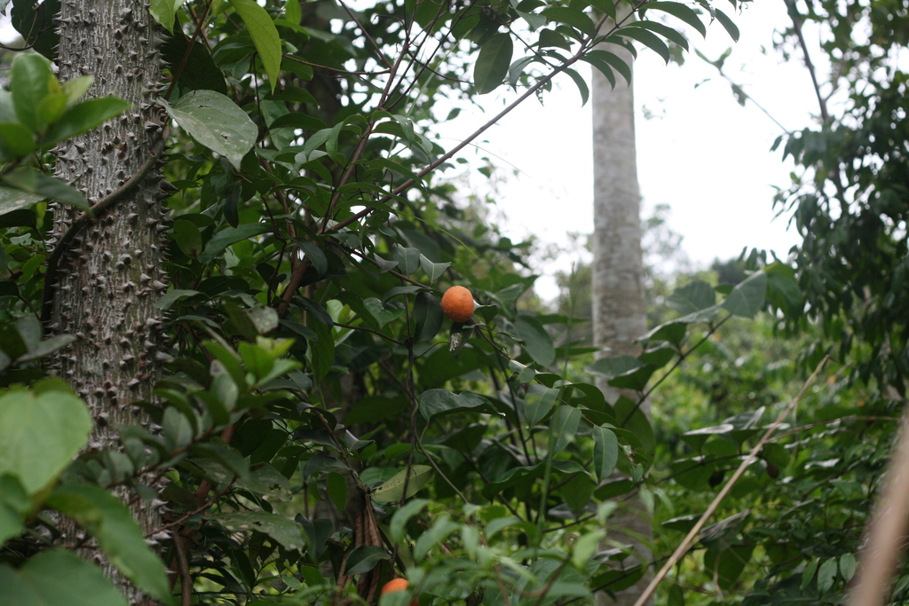 Lemon Rope from Bo, Sierra Leone on May 18, 2023 at 02:44 PM by Luc ...