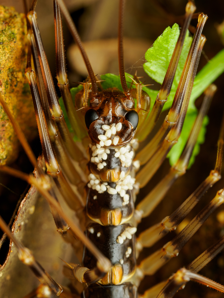 Long-legged Centipede from Central Water Catchment, Singapore on May 18 ...