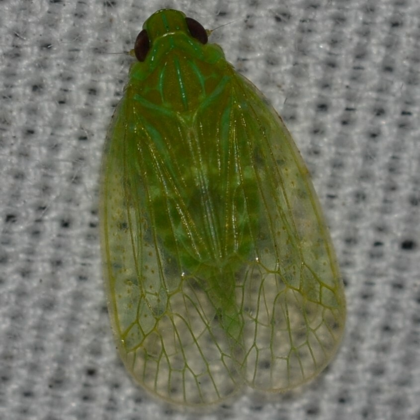 Kallitaxila Kirkaldy, 1901