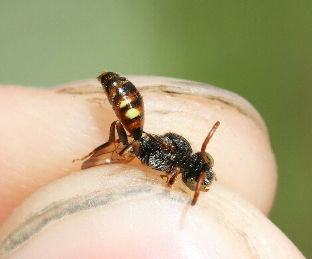 Fringeless Nomad Bee from 3700 Rønne, Danmark on May 18, 2023 at 11:28 ...