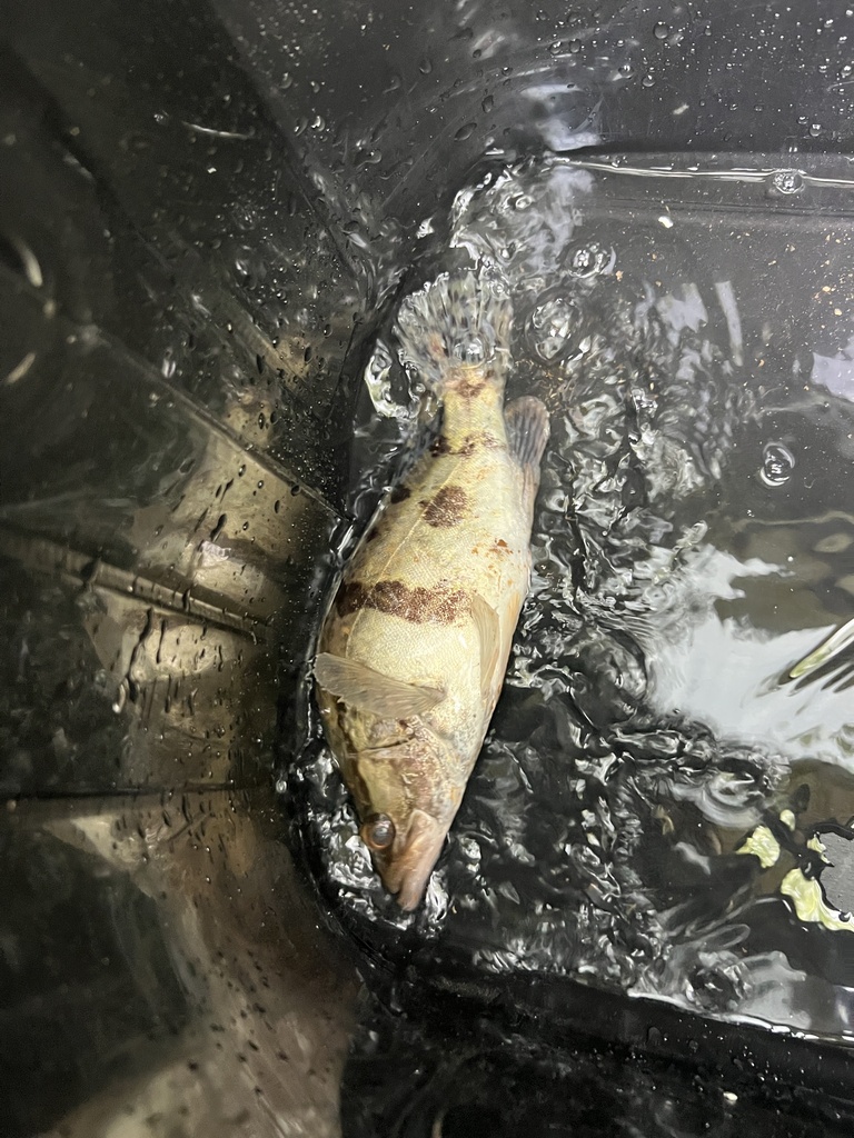 Chinese Perch from 蜀山区, 合肥市, 安徽省, CN on 19 May, 2023 at 05:30 PM by ...