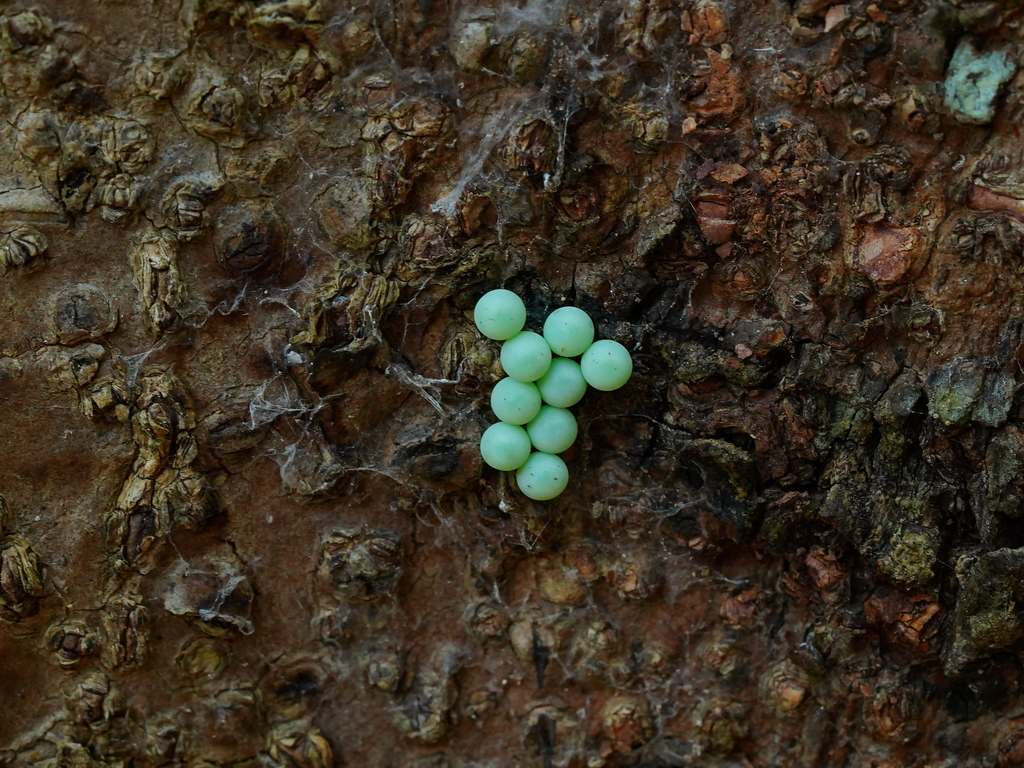 Lychee Stink Bug from 台灣台北 on May 17, 2023 at 10:23 AM by adachao ...