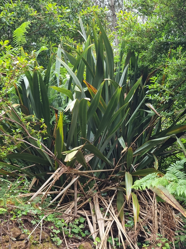 New Zealand flax from 9230 Santana, Portugal on May 16, 2023 at 05:18 ...