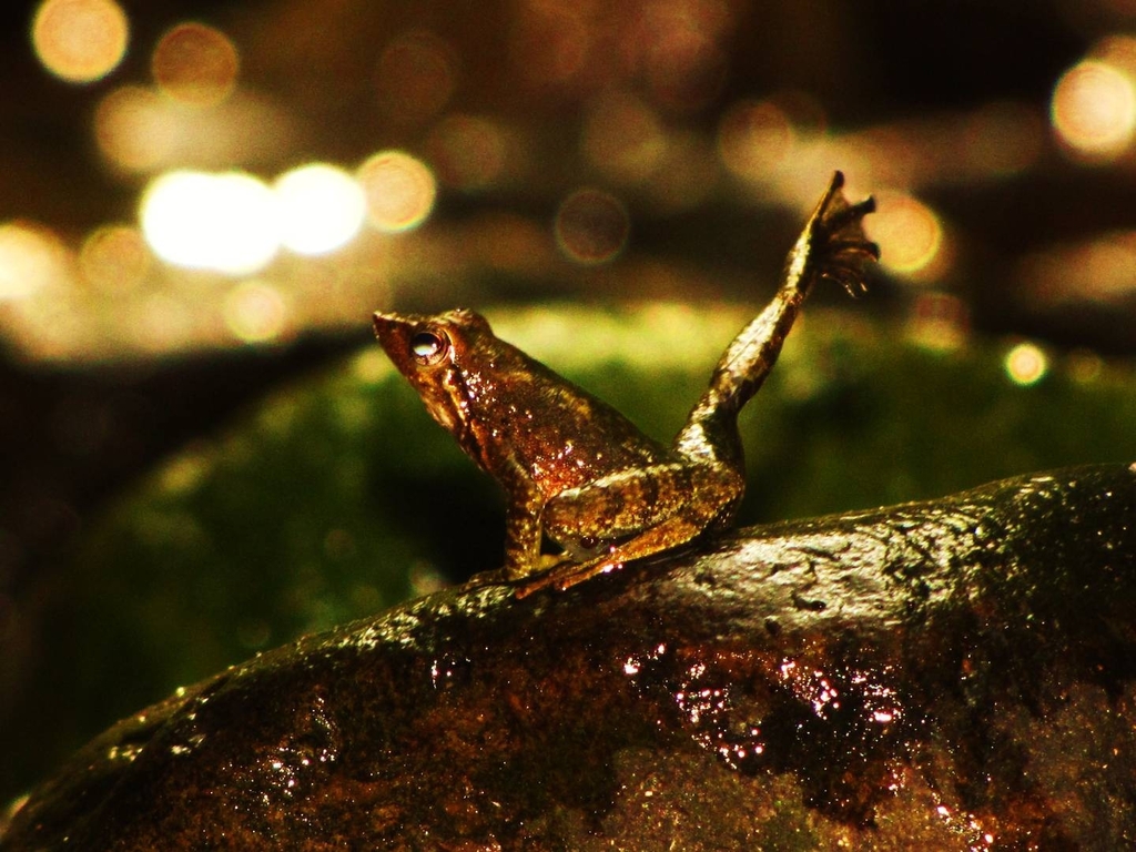Micrixalus from Agumbe on December 31, 2010 at 11:23 AM by Spiders And ...