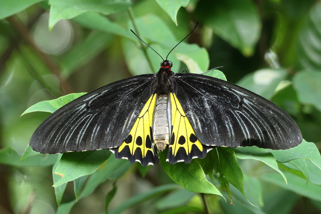 Common Birdwing from Lornie Rd, Singapore on May 18, 2023 at 11:44 AM ...