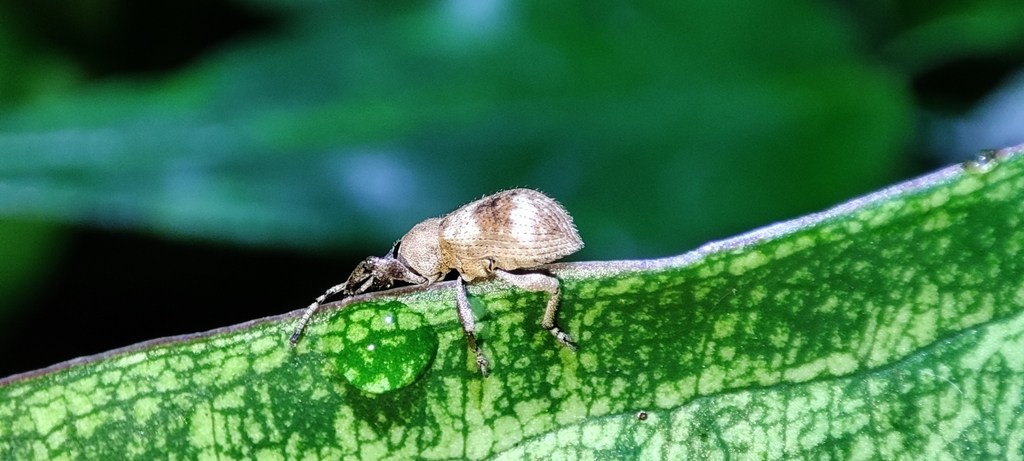 Phytoscaphus triangularis from Guangzhou, CN-GD, CN on May 9, 2023 at ...