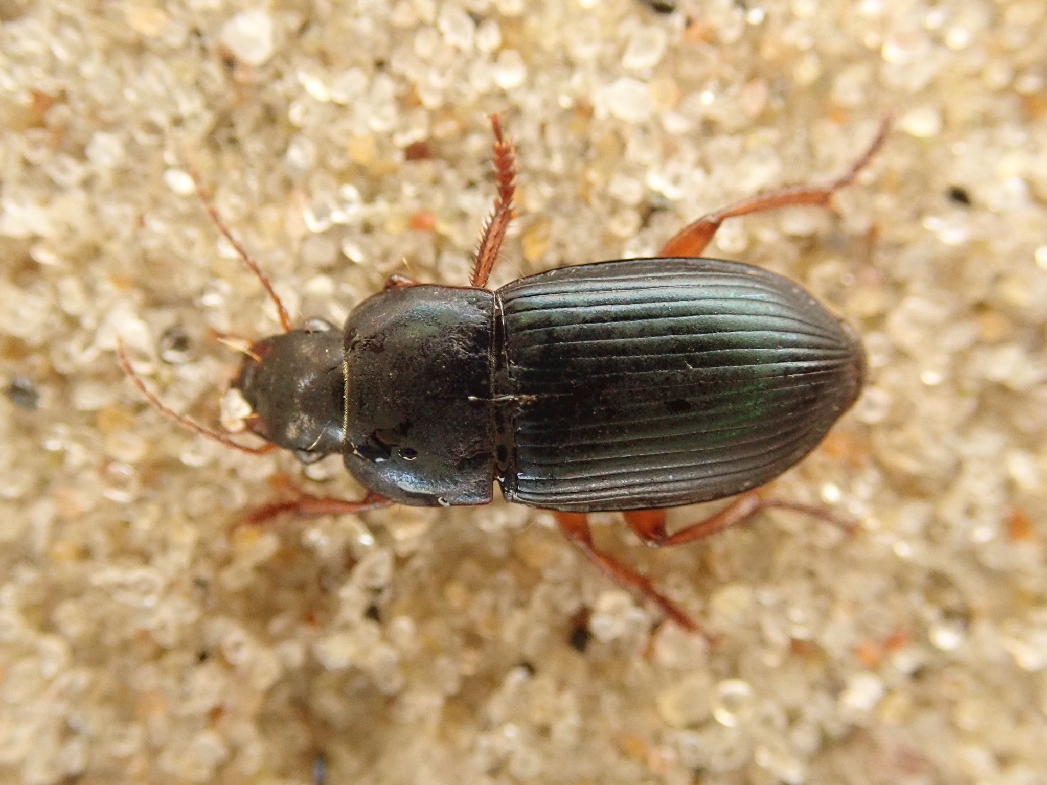 Harpalus rubripes (Duftschmid, 1812)