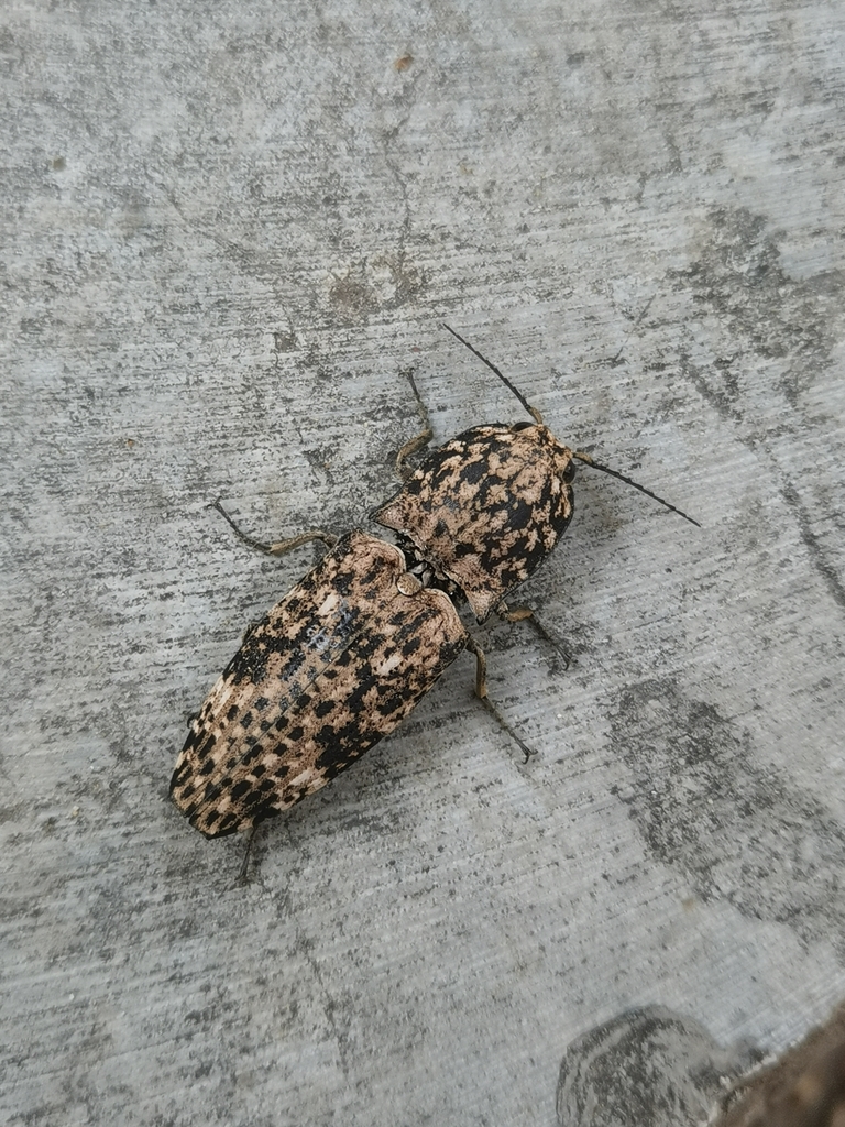 Cryptalaus sordidus from Xishuangbanna Dai, CN-YN, CN on May 19, 2023 ...