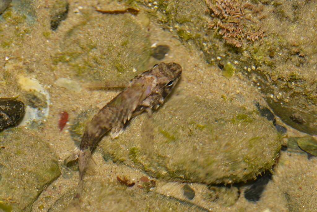 Eastern Fortescue from Port Macquarie NSW 2444, Australia on May 12 ...