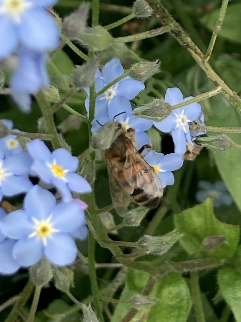Western Honey Bee from Sheen Lane, London, England, GB on May 19, 2023 ...