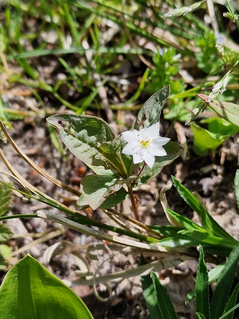 Arctic Starflower in May 2023 by Hanna Larsson · iNaturalist