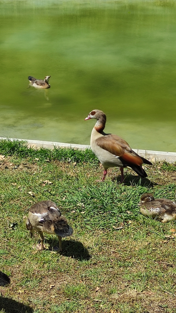 Egyptian Goose from 1700-162 Lisboa, Portugal on May 19, 2023 at 11:50 ...