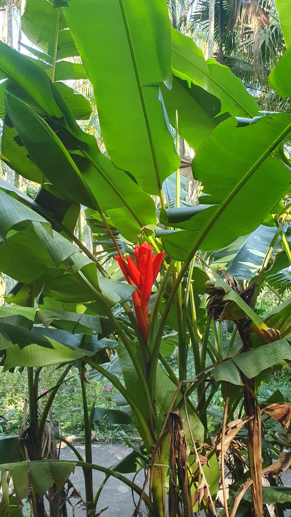 Musa coccinea Andrews