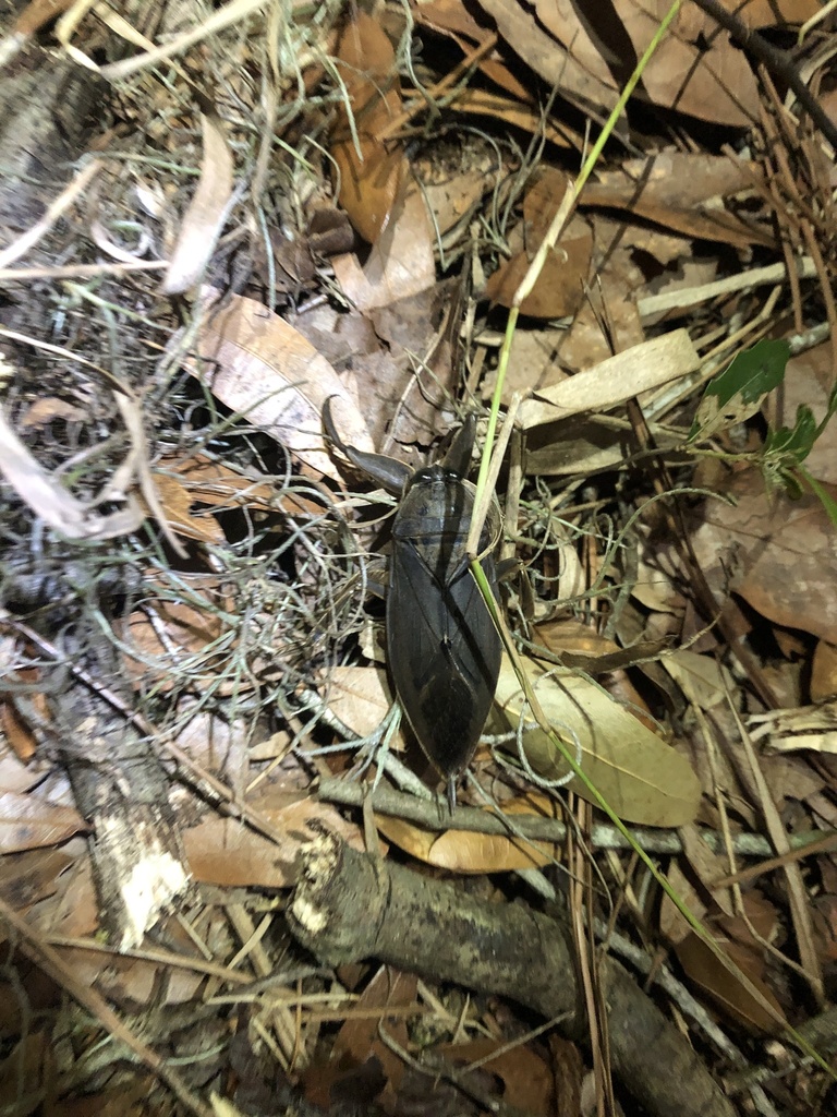 Uhler's Giant Water Bug from Melrose, FL, US on May 18, 2023 at 09:44 ...