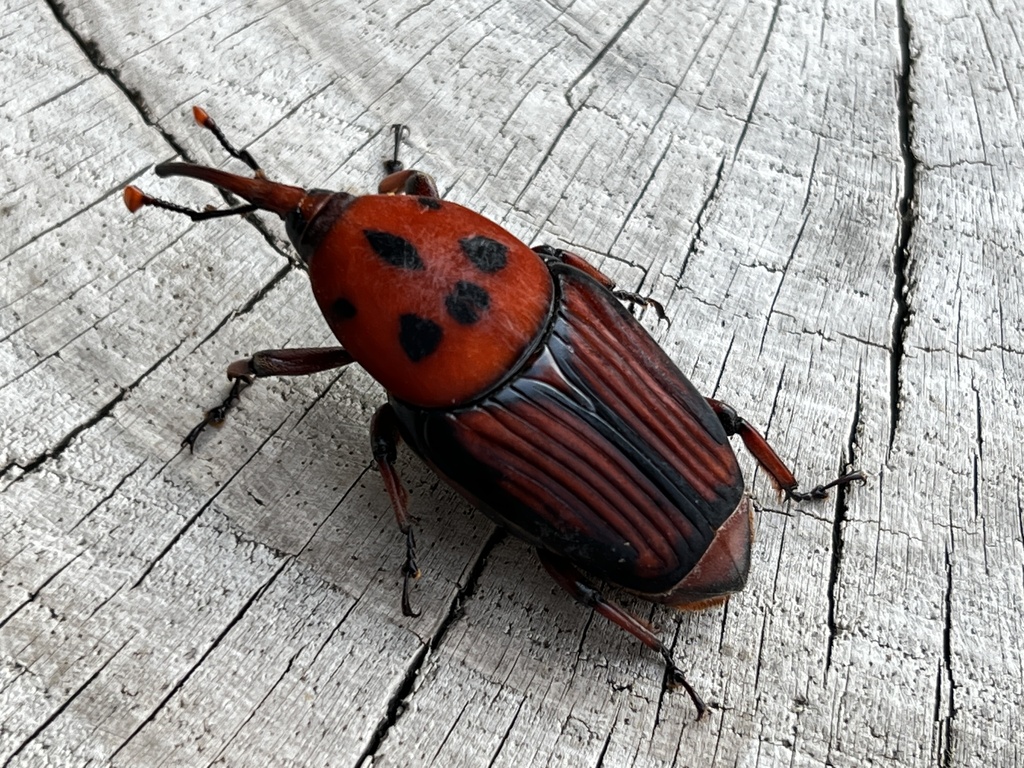 Red Palm Weevil from 内环路, 昆明市, 云南省, CN on May 19, 2023 at 06:56 PM by ...