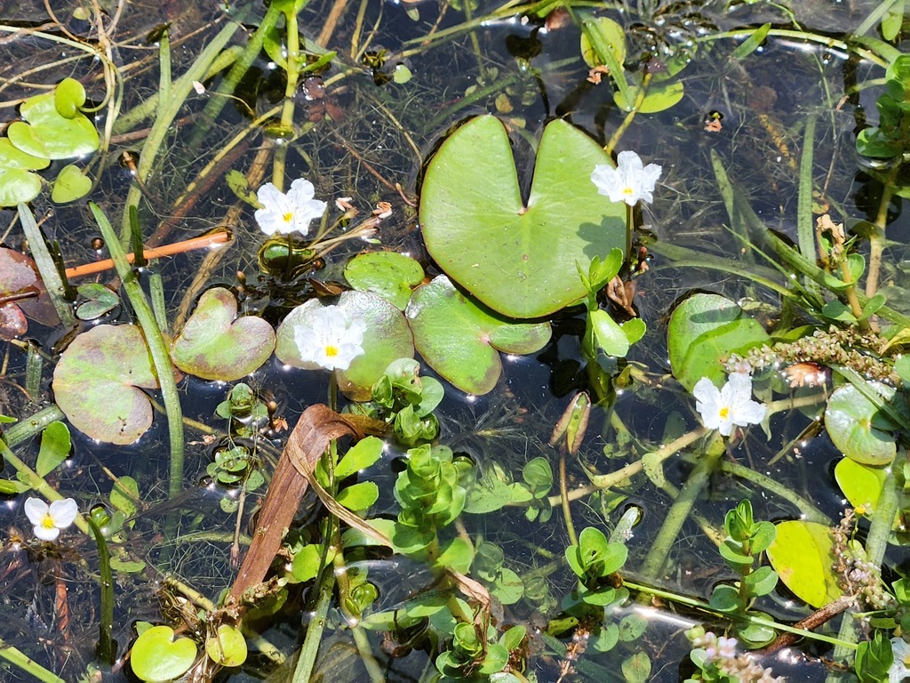 Crested Floating Heart from 台灣台北 on May 18, 2023 at 11:48 AM by 胡正恆 ...