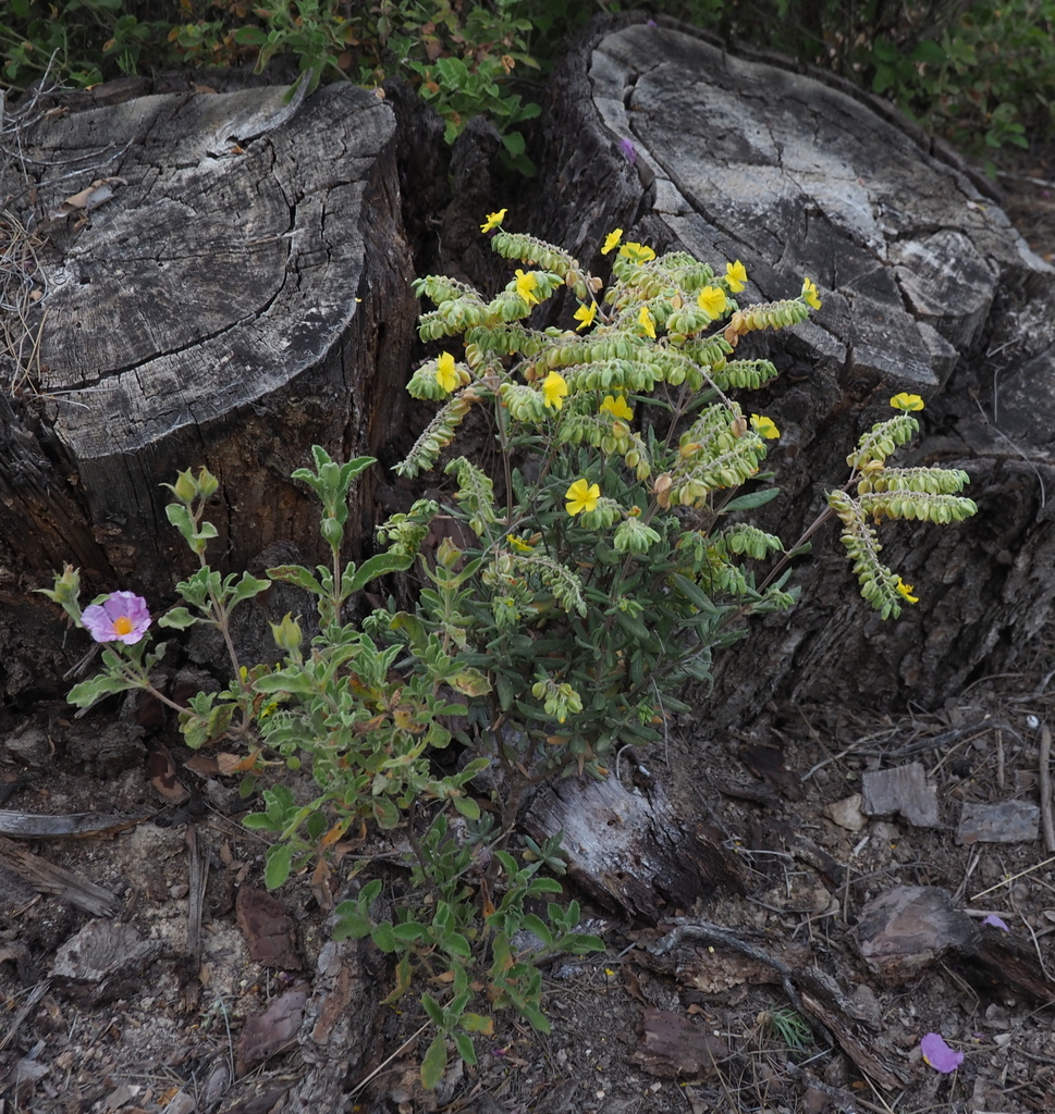 Syrian Rock-rose from Jerusalem, Israel on May 18, 2023 at 06:28 PM by ...