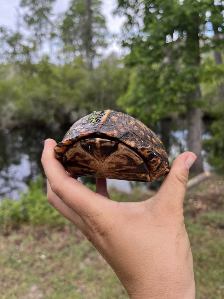Eastern Box Turtle in May 2023 by Meredithm. Marked and ID’d this box ...