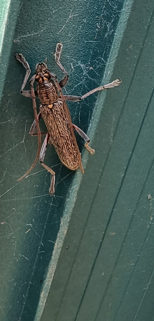 Lemon tree borer in November 2021 by wellmaintainedhedge · iNaturalist