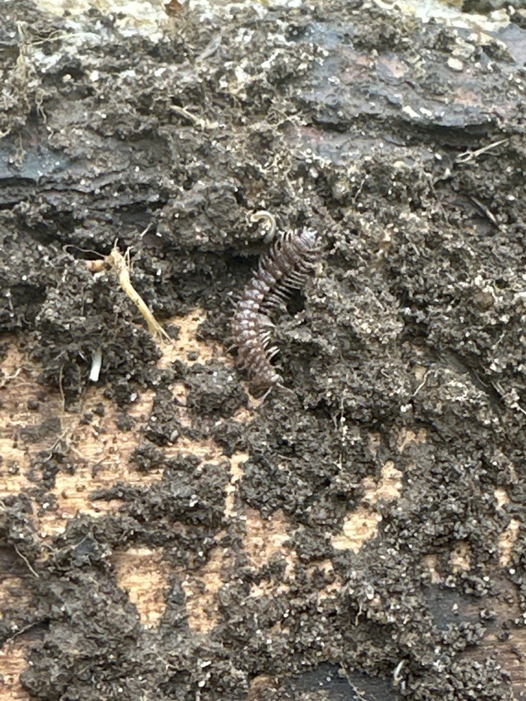 Polydesmus from Hagg Lane, York, England, GB on May 19, 2023 at 12:35 ...