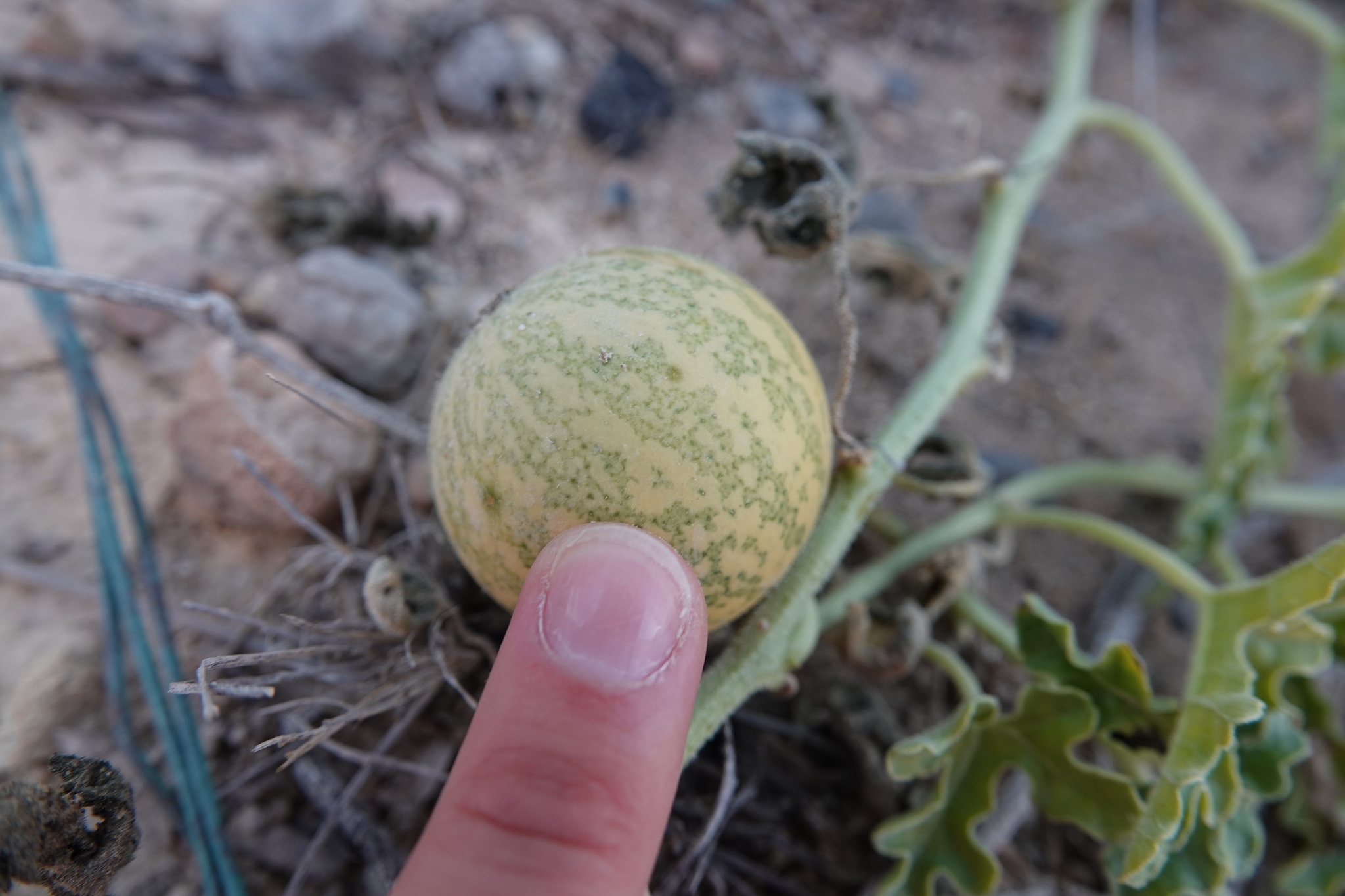 Citrullus colocynthis (L.) Schrader