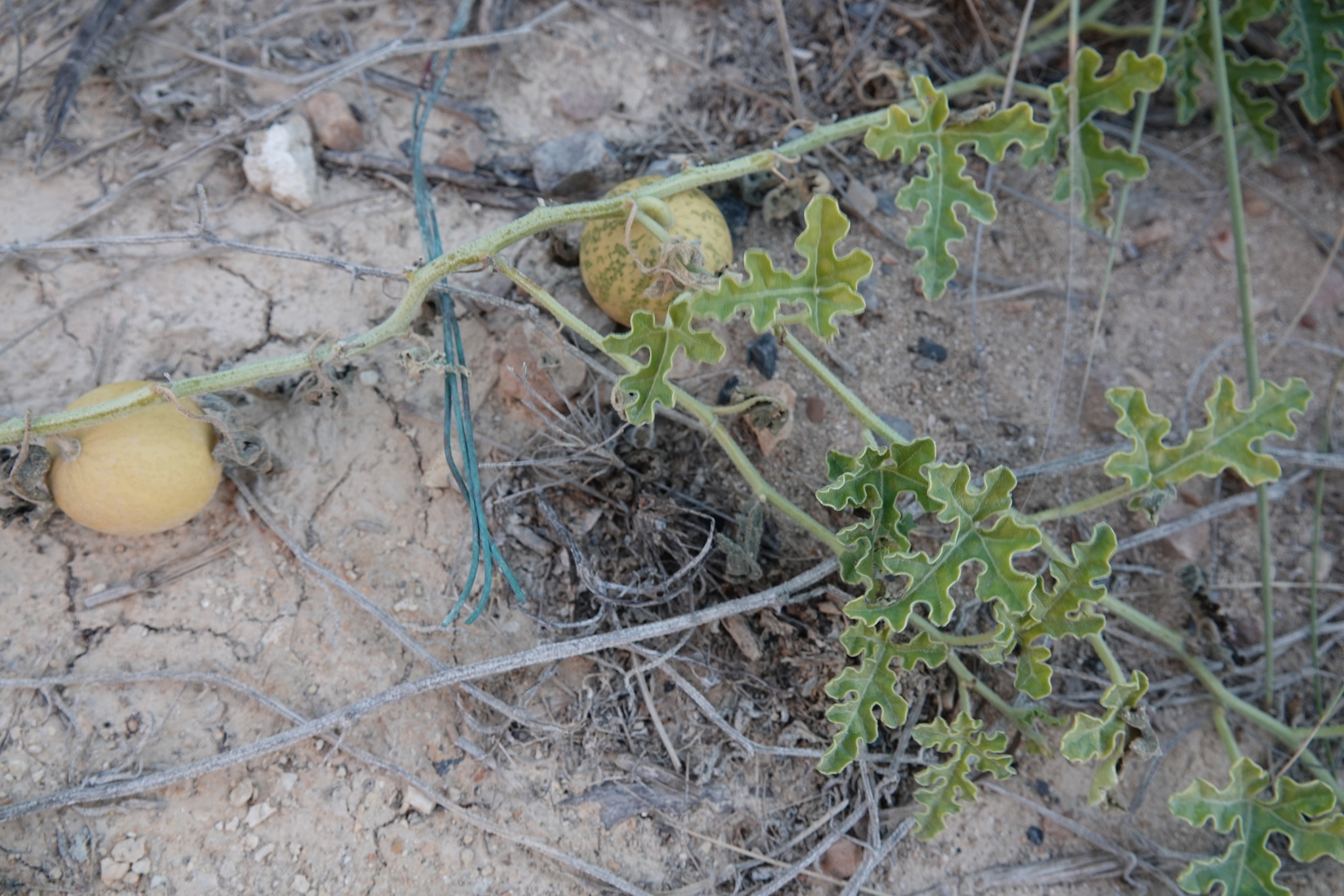 Citrullus colocynthis (L.) Schrader