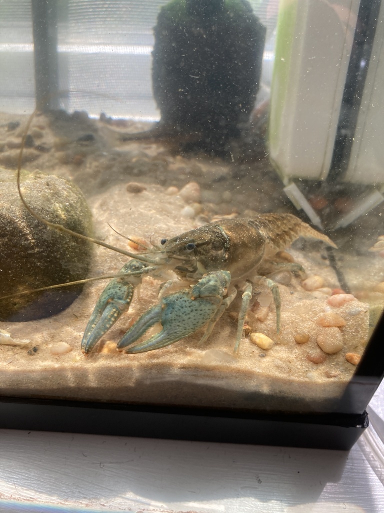 Faxonius from E Central Ave, Paoli, PA, US on May 18, 2023 at 02:57 PM ...