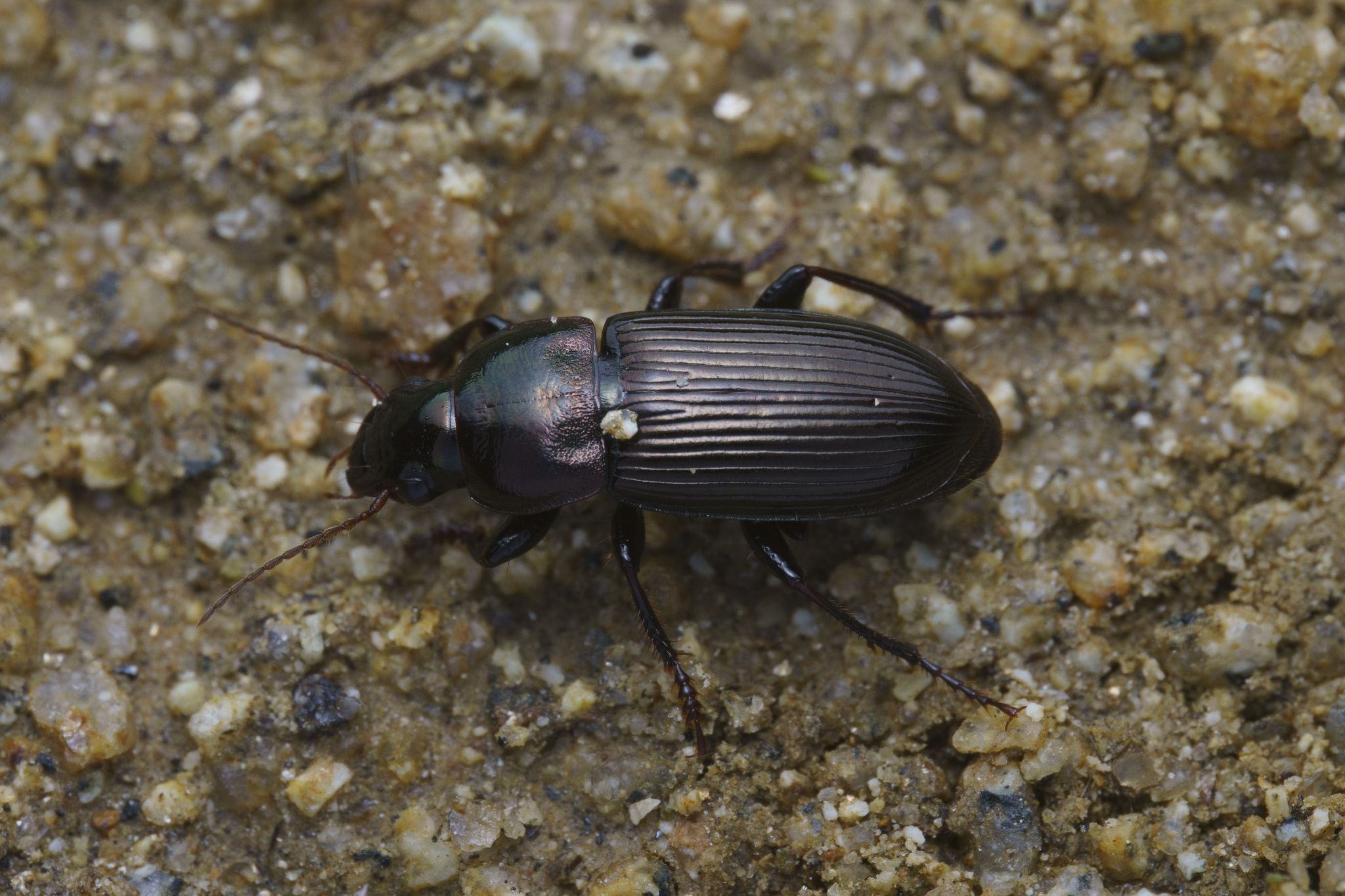 Harpalus chalcentus Bates, 1873