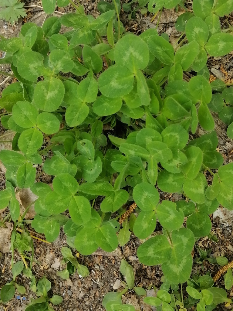 Red Clover from Режевской р-н, Свердловская обл., Россия on May 17 ...