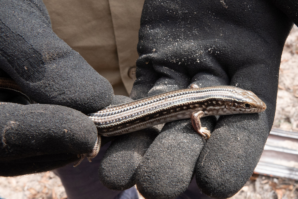 Eastern Striped Skink in March 2023 by Euan Moore. Recorded as part of ...