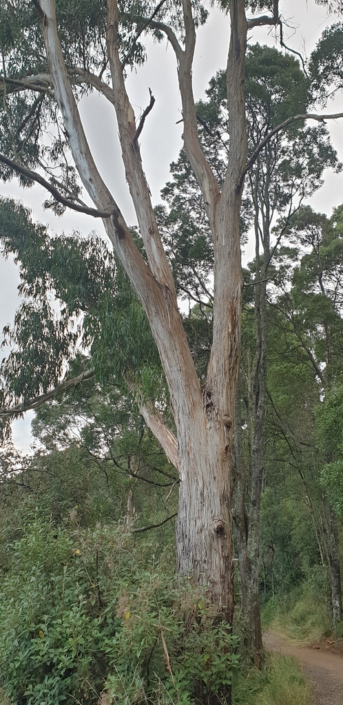 mountain grey gum from Tremont VIC 3785, Australia on May 19, 2023 at ...