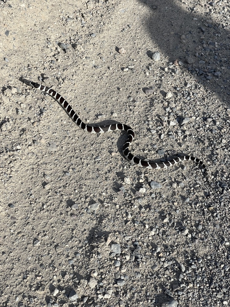 California King Snake from Ash Meadows National Wildlife Refuge ...