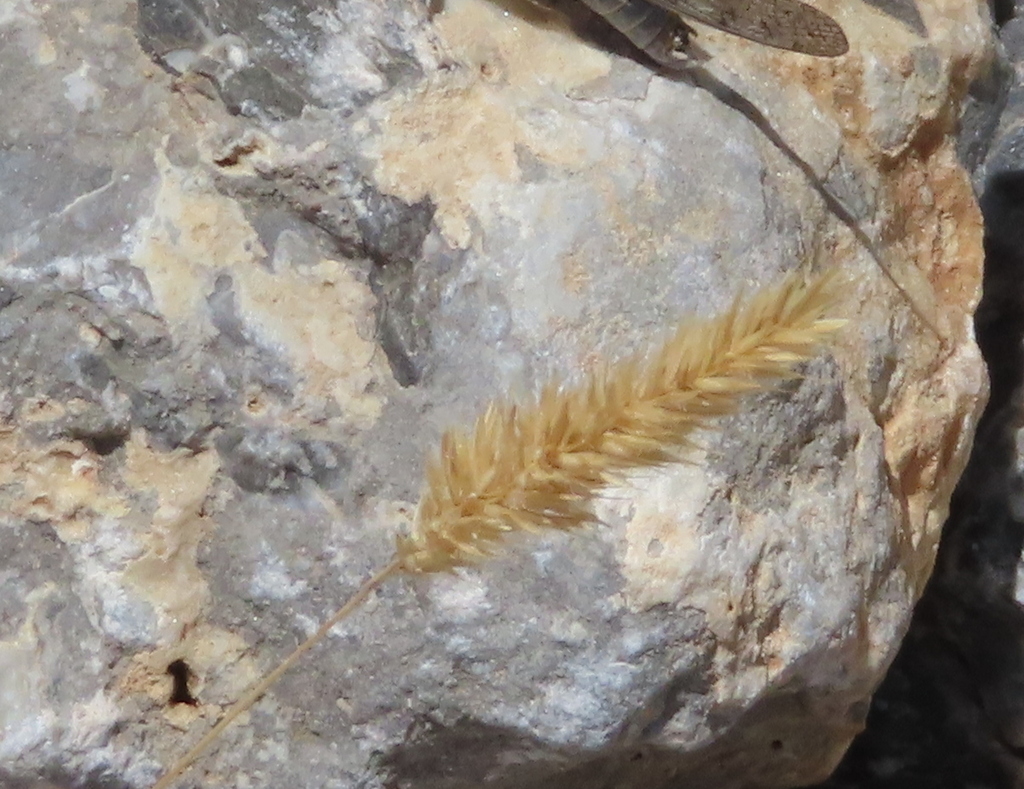 Mediterranean Hair-grass from Crete, Greece on May 19, 2023 at 01:40 PM ...