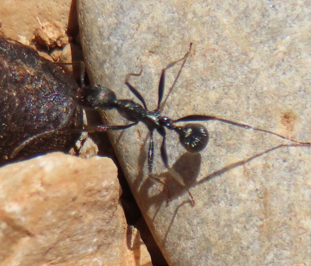 Collared Ants from Crete, Greece on May 19, 2023 at 11:09 AM by Andy ...