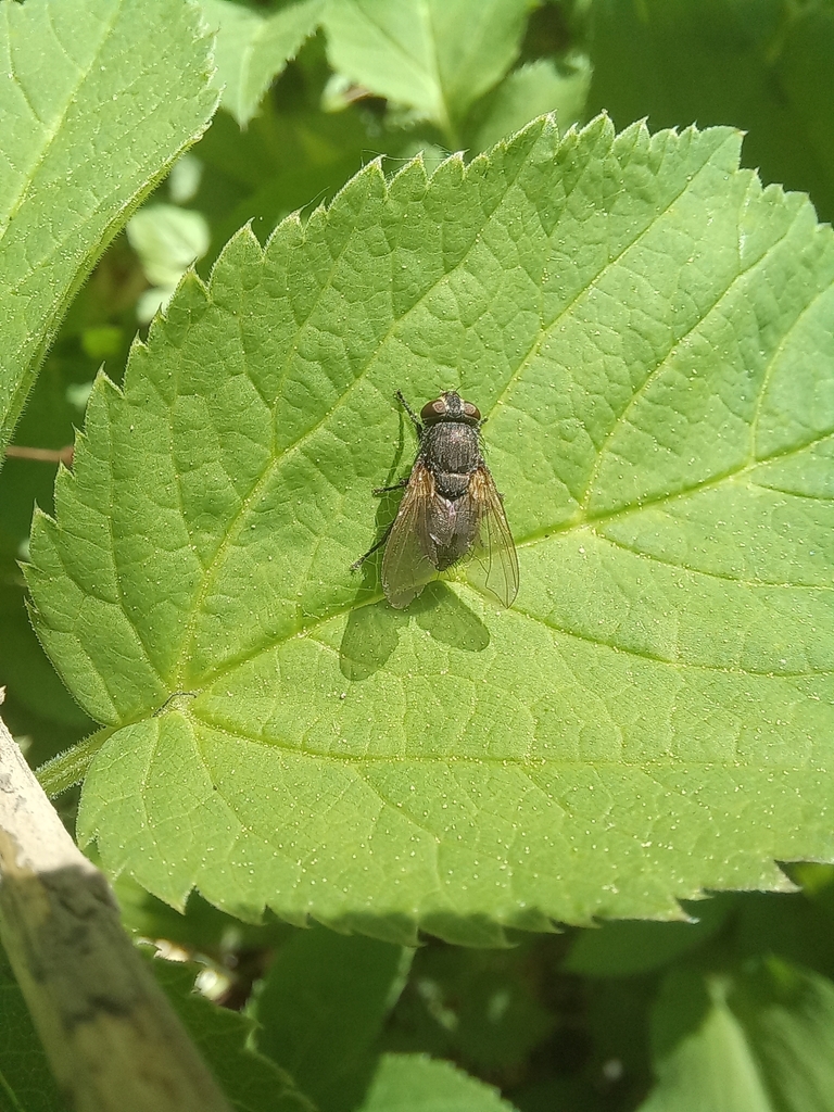 Calyptrate Flies from Тульская обл., Россия, 301153 on May 18, 2023 at ...